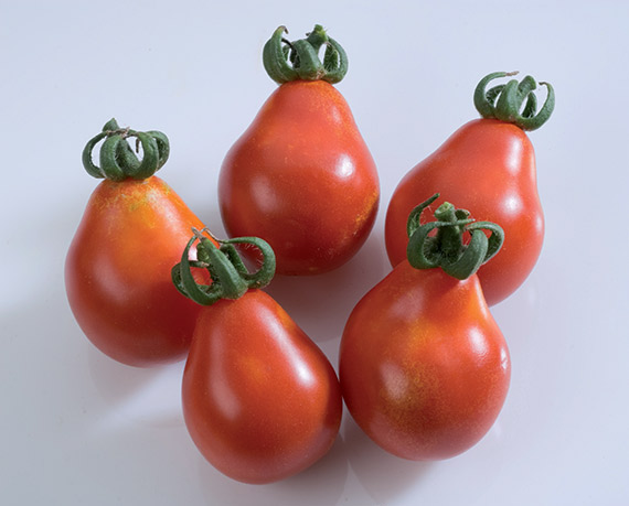 TOMATE TRILLY F1 - Semences Conventionnelles | VOLTZ Maraîchage
