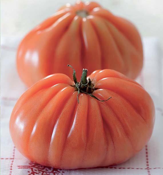 Tomate - Konventionelles Saatgut | Voltz Maraîchage