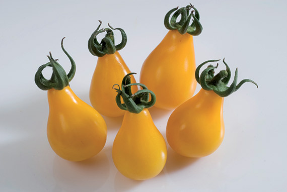 TOMATE TRILLY F1 - Semences Conventionnelles | VOLTZ Maraîchage