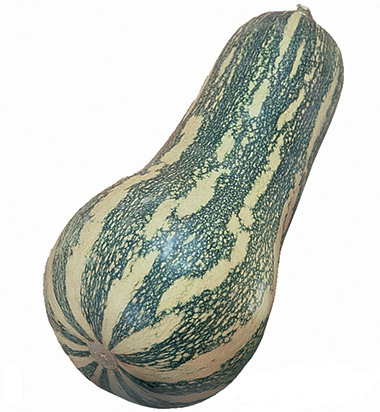 Courge Comestible Butternut - Semences Conventionnelles | Voltz Maraîchage