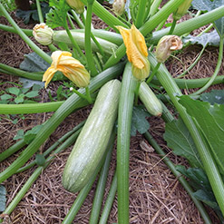 Courgette - Semences Bio | Voltz Maraîchage