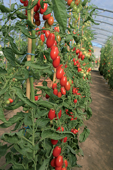 Tomate - Semences Conventionnelles | Voltz Maraîchage